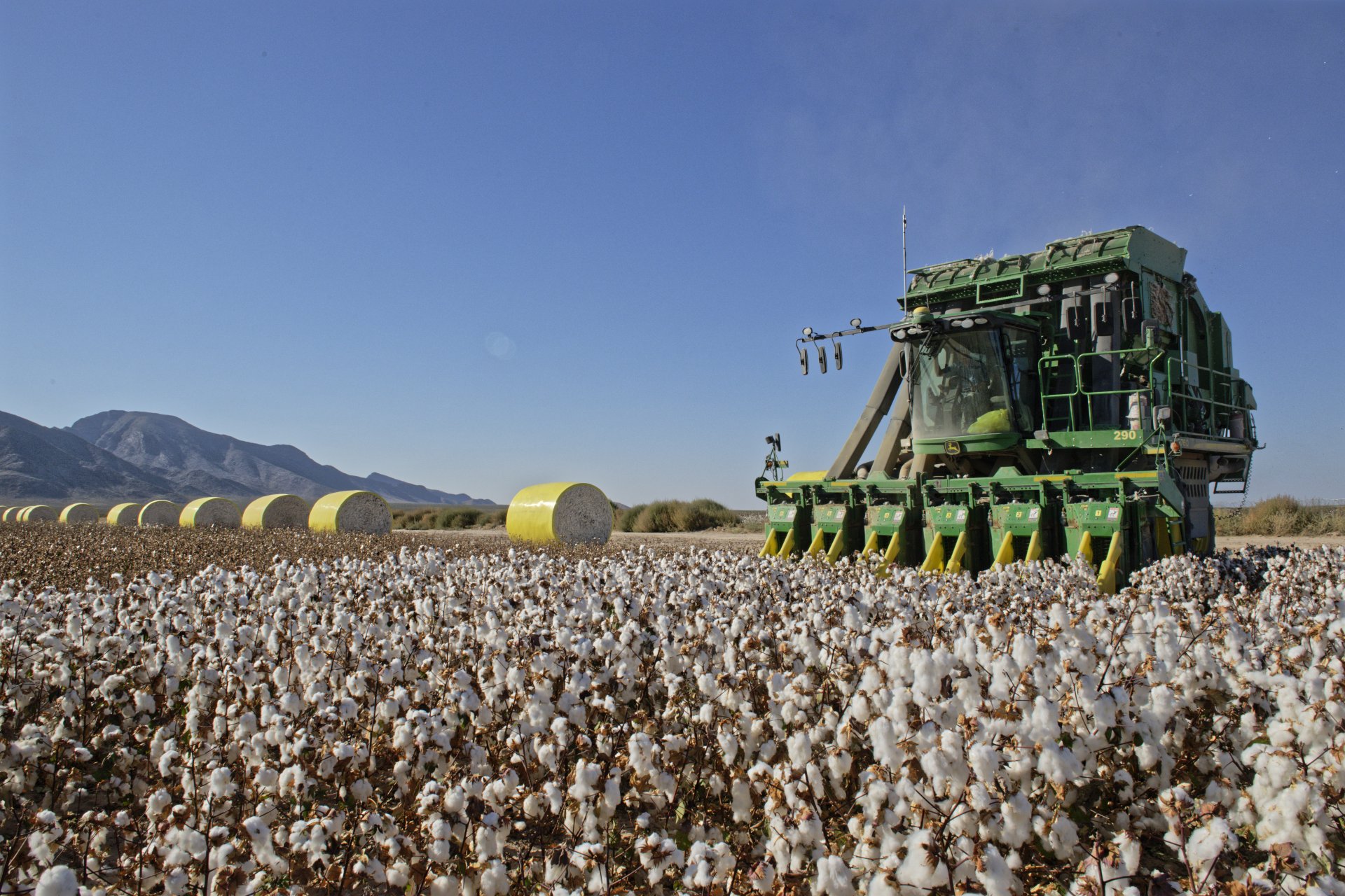 MEXPIMA | Pima Cotton Gallery - Premium Cotton from Mexico